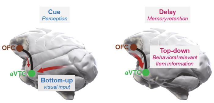 Newfound brain-wide network an [IMAGE] | EurekAlert! Science News Releases
