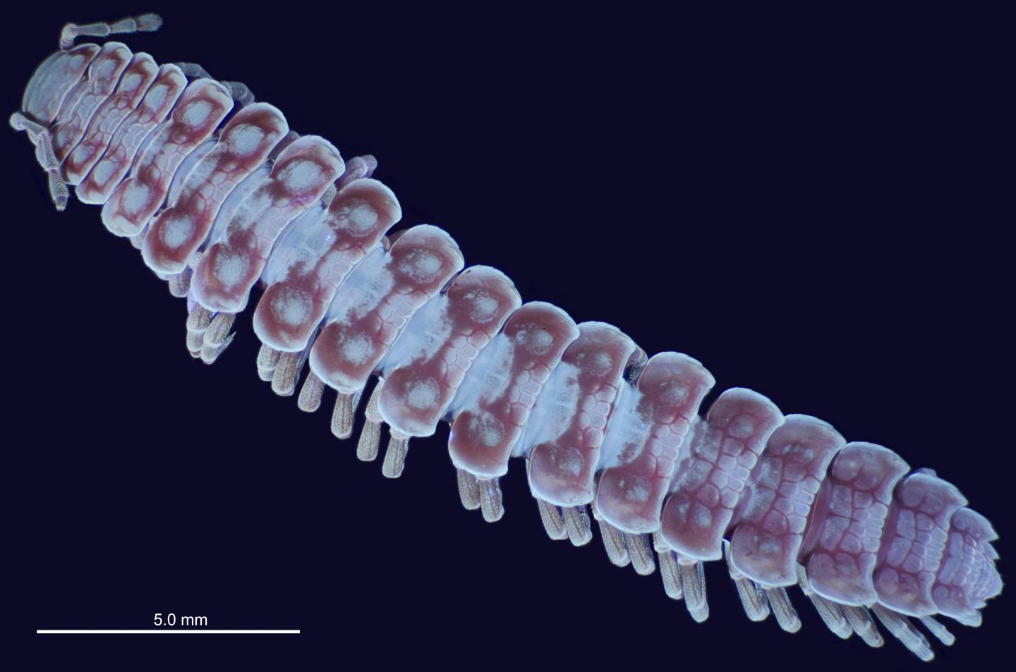 Millipede under Blacklight [IMAGE] | EurekAlert! Science News Releases