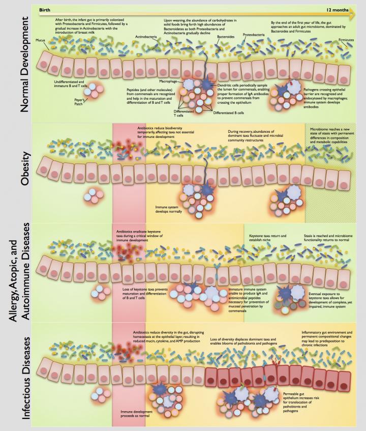 Infant antibiotic use linked to adult disease | EurekAlert!