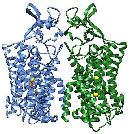 KCC1 [IMAGE] | EurekAlert! Science News Releases