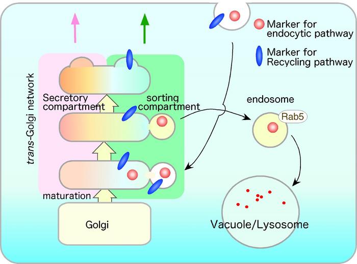 Uncovering novel mechanisms of endocytosis an | EurekAlert!