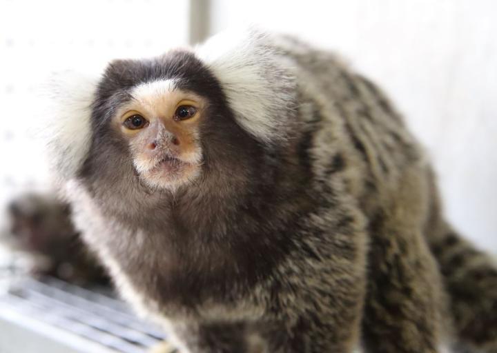 Marmoset [IMAGE] | EurekAlert! Science News Releases