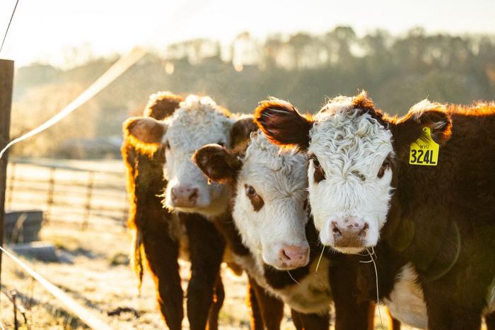 Cows [IMAGE] | EurekAlert! Science News Releases