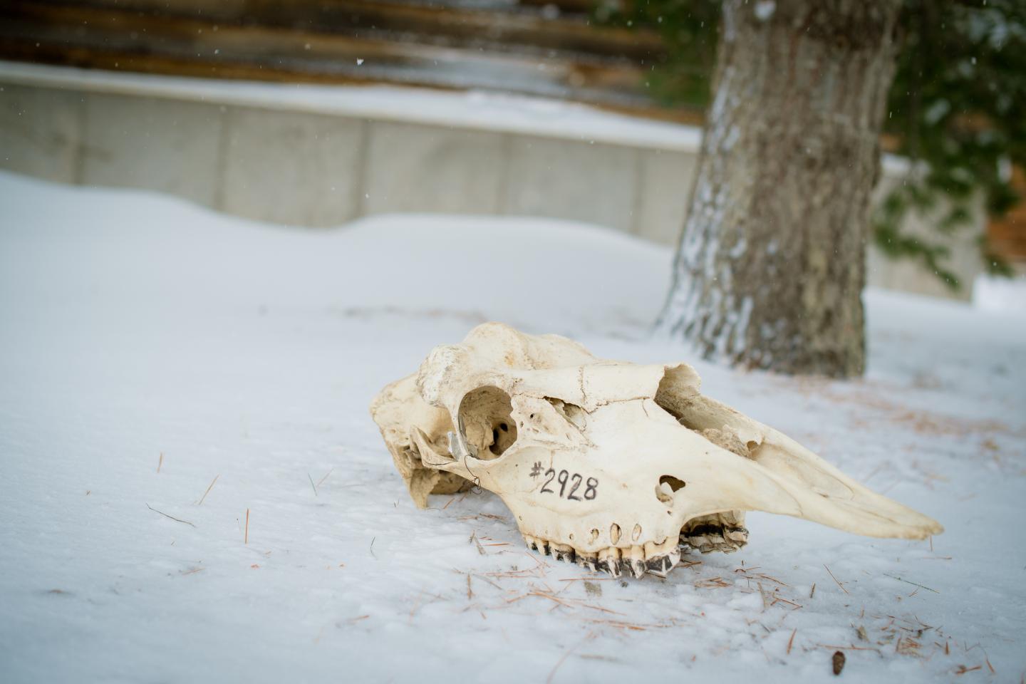 Isle Royale Moose Skull [IMAGE] | EurekAlert! Science News Releases
