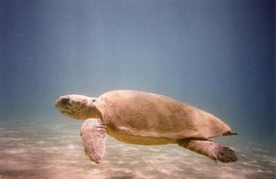 Loggerhead (3 of 3) [IMAGE] | EurekAlert! Science News Releases