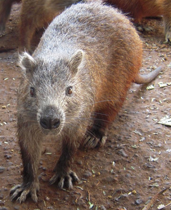 Cuban Hutia [IMAGE] | EurekAlert! Science News Releases