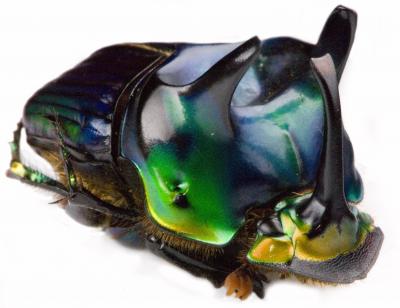 Multiple Turning Points in Beetle Development | EurekAlert!