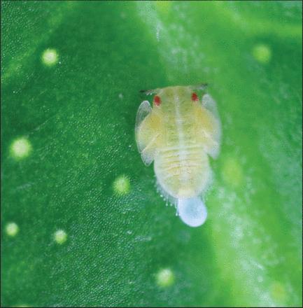 Diaphorina citri Nymp [IMAGE] | EurekAlert! Science News Releases