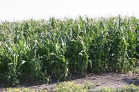 Study Shows Why Less Biodiversity Means More | EurekAlert!