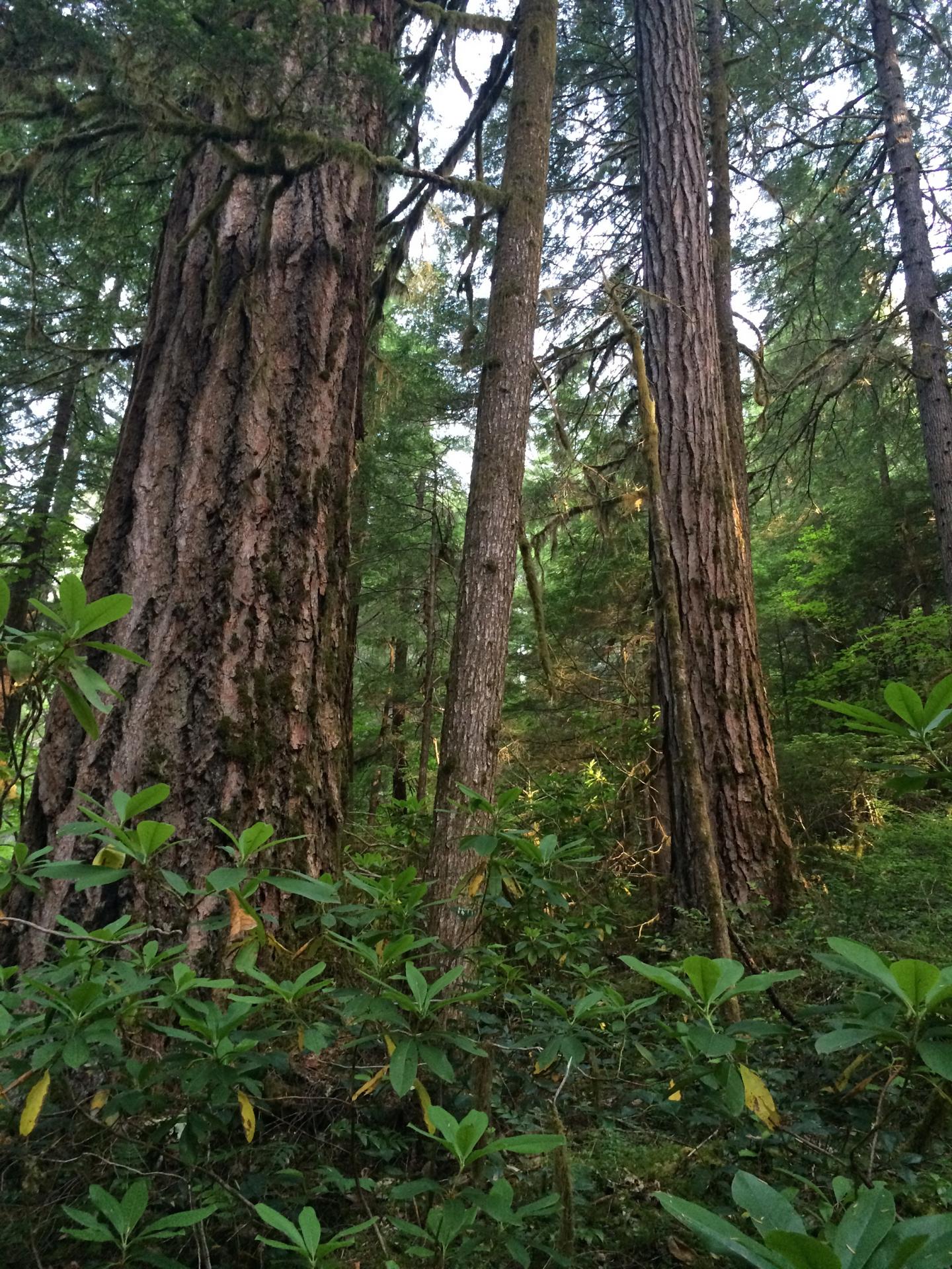Old-Growth Forests With Comple [IMAGE] | EurekAlert! Science News Releases