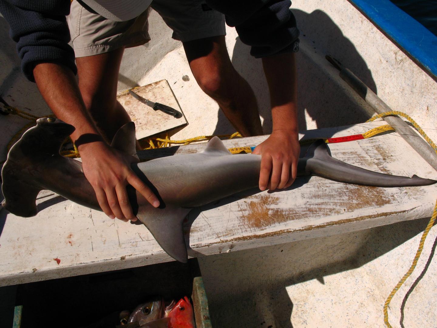 Measuring Shark [IMAGE] | EurekAlert! Science News Releases