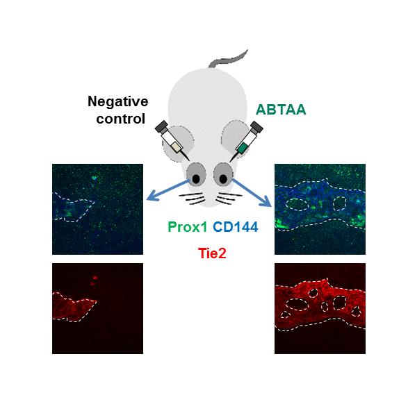 The Ang2-binding and Tie2-acti [IMAGE] | EurekAlert! Science News Releases