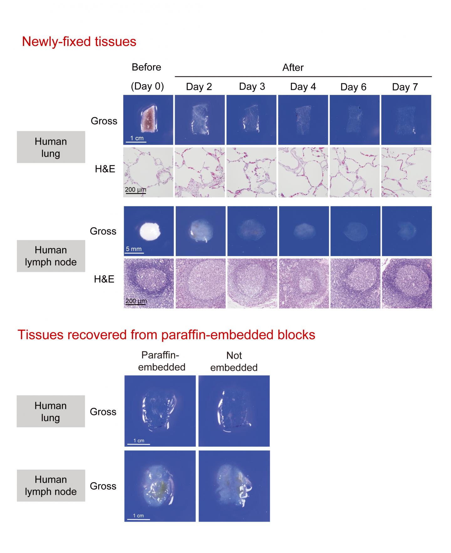 Fig.1. [IMAGE] | EurekAlert! Science News Releases