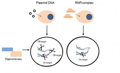 Cpf1 [IMAGE] | EurekAlert! Science News Releases