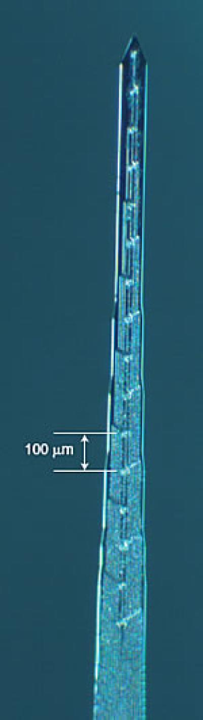Electrode Array for Auditory N [IMAGE] | EurekAlert! Science News Releases