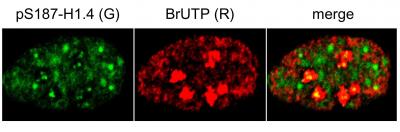 H1 Histone Protein [IMAGE] | EurekAlert! Science News Releases