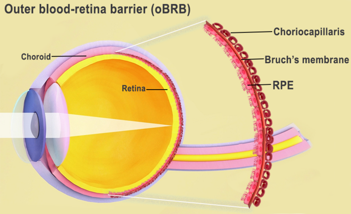 Eye with outer-blood retina ba [IMAGE] | EurekAlert! Science News Releases