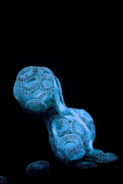 Ocean Calcifier Passes an Acid [IMAGE] | EurekAlert! Science News Releases