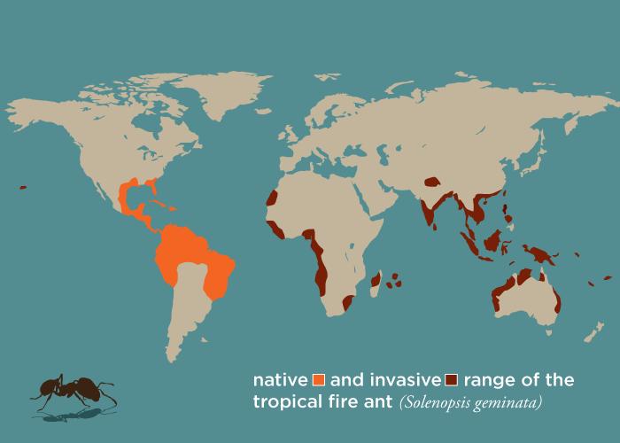 Tropical Fire Ant Distribution [IMAGE] | EurekAlert! Science News Releases