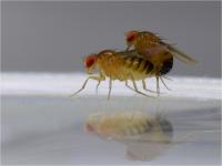 Reproduction: How male flies enforce their in | EurekAlert!