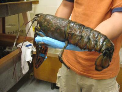 Lobster Shell Disease [IMAGE] | EurekAlert! Science News Releases