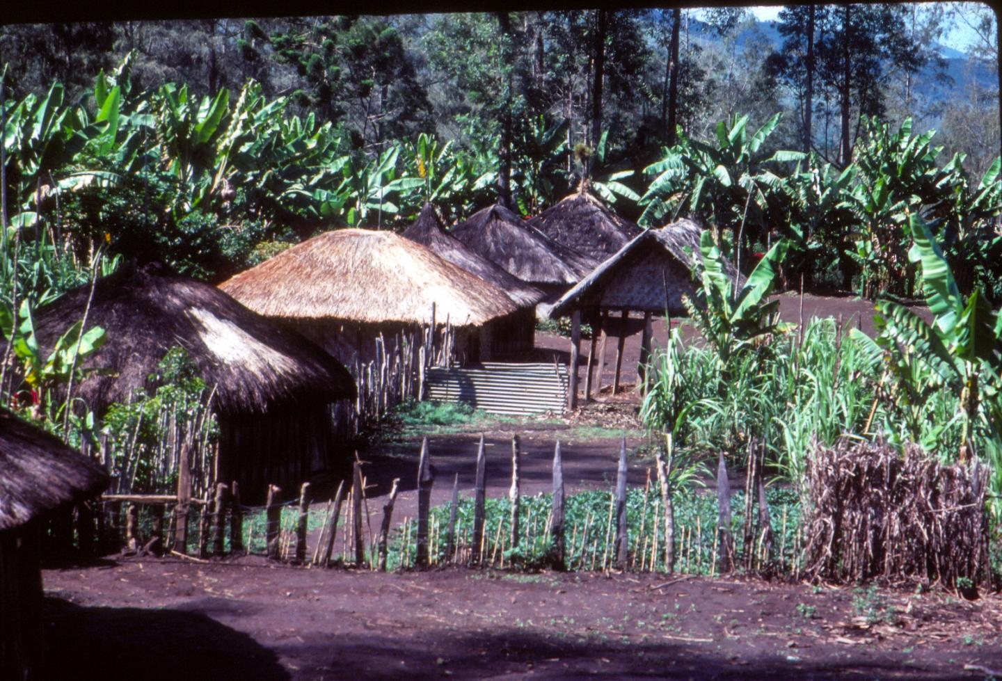 People in New Guinea exhibit great genetic di | EurekAlert!