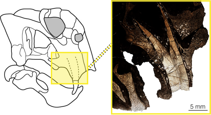 5.Lystrosaurus.JPG [IMAGE] | EurekAlert! Science News Releases