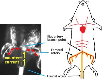 The Caudal Artery (CA) as a Ne [IMAGE] | EurekAlert! Science News Releases