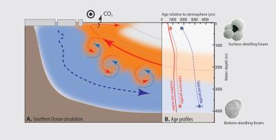 The Southern Ocean's Potential as a Carbon Si | EurekAlert!