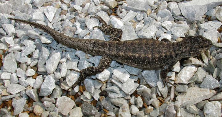 Liolaemus zabalai [IMAGE] | EurekAlert! Science News Releases