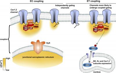 Perspectives on Local Calcium [IMAGE] | EurekAlert! Science News Releases