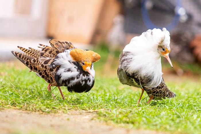 Independent and Satellite ruff [IMAGE] | EurekAlert! Science News Releases