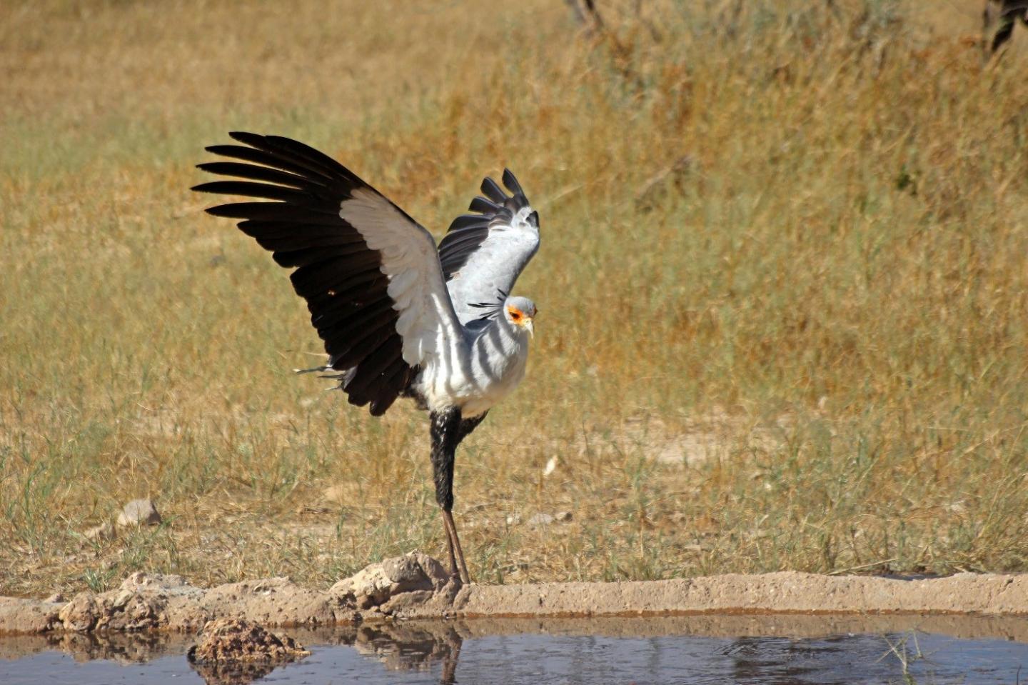 Secretarybird [IMAGE] | EurekAlert! Science News Releases