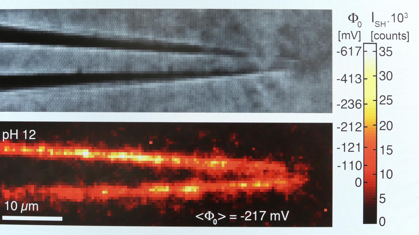 Optical Imaging Tool to Visual [IMAGE] | EurekAlert! Science News Releases