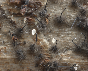 Conifer-killing beetles use smell of benefici | EurekAlert!