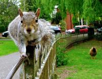 Study reveals new ways deadly squirrelpox is | EurekAlert!