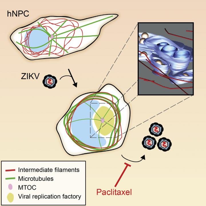 Zika Virus Replication Factori [IMAGE] | EurekAlert! Science News Releases