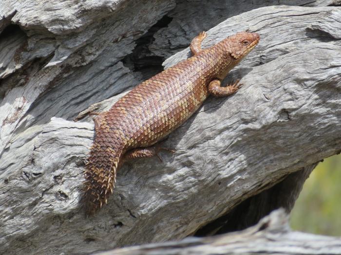 Western Spiny-tailed Skink. Pi [IMAGE] | EurekAlert! Science News Releases