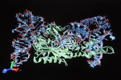 Model of Pyl tRNA and tRNA Syn [IMAGE] | EurekAlert! Science News Releases