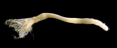 A new species of horseshoe worm discovered in | EurekAlert!