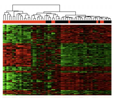 Gene Expression Map [IMAGE] | EurekAlert! Science News Releases