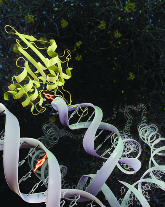 APOBEC3A enzyme [IMAGE] | EurekAlert! Science News Releases