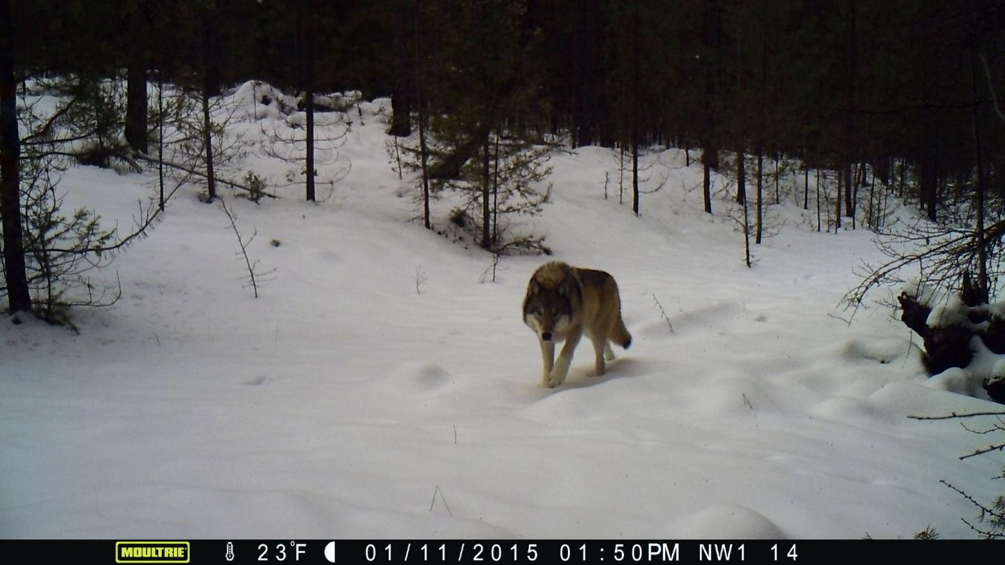 Return of the wolves: How deer escape tactics | EurekAlert!