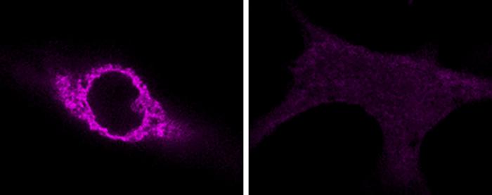TREX1Image [IMAGE] | EurekAlert! Science News Releases