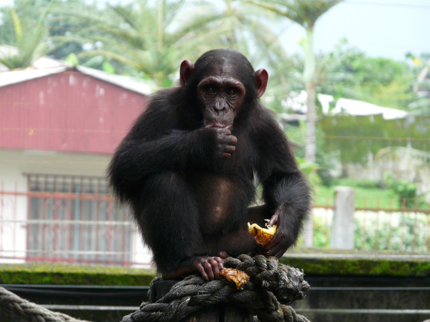 Most endangered chimpanzees have complex evol | EurekAlert!