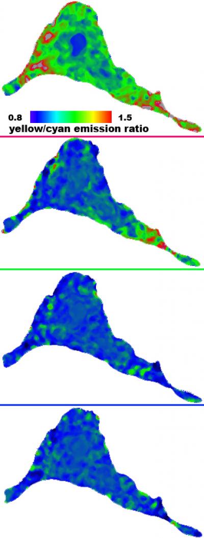 Snapshots of Heart Cells in Ac [IMAGE] | EurekAlert! Science News Releases