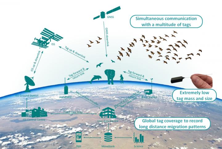 The Internet of Animals [IMAGE] | EurekAlert! Science News Releases