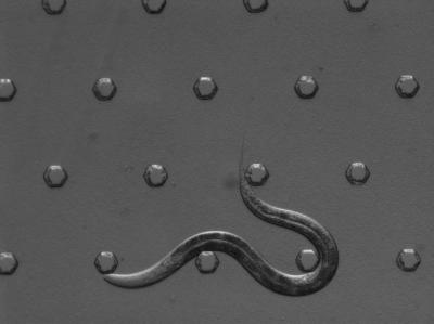 Buenos 'notch-es': Universal signaling pathwa | EurekAlert!