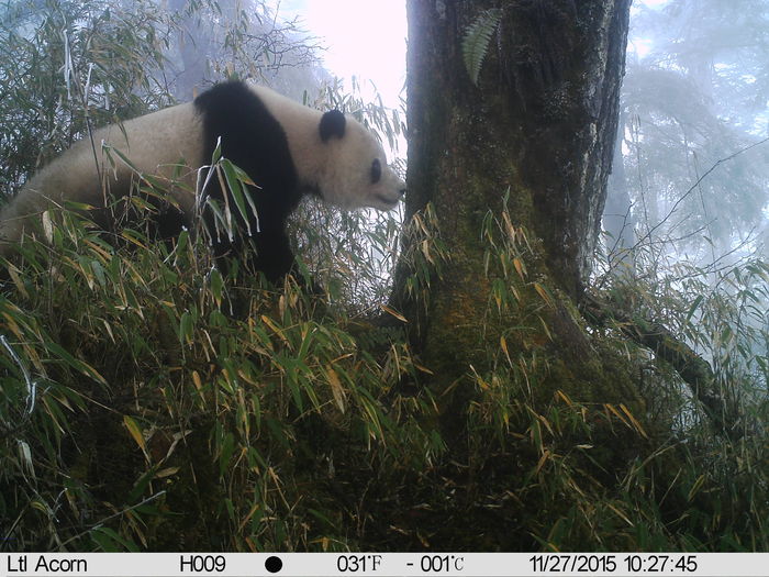 Sniffing panda [IMAGE] | EurekAlert! Science News Releases