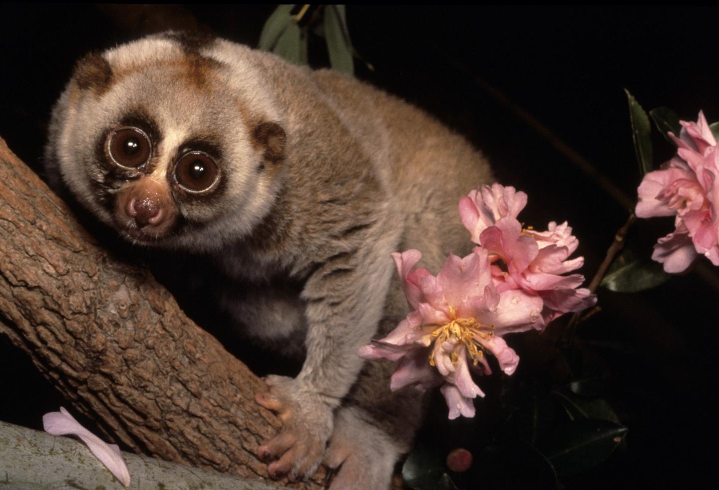 The Slow-Loris [IMAGE] | EurekAlert! Science News Releases